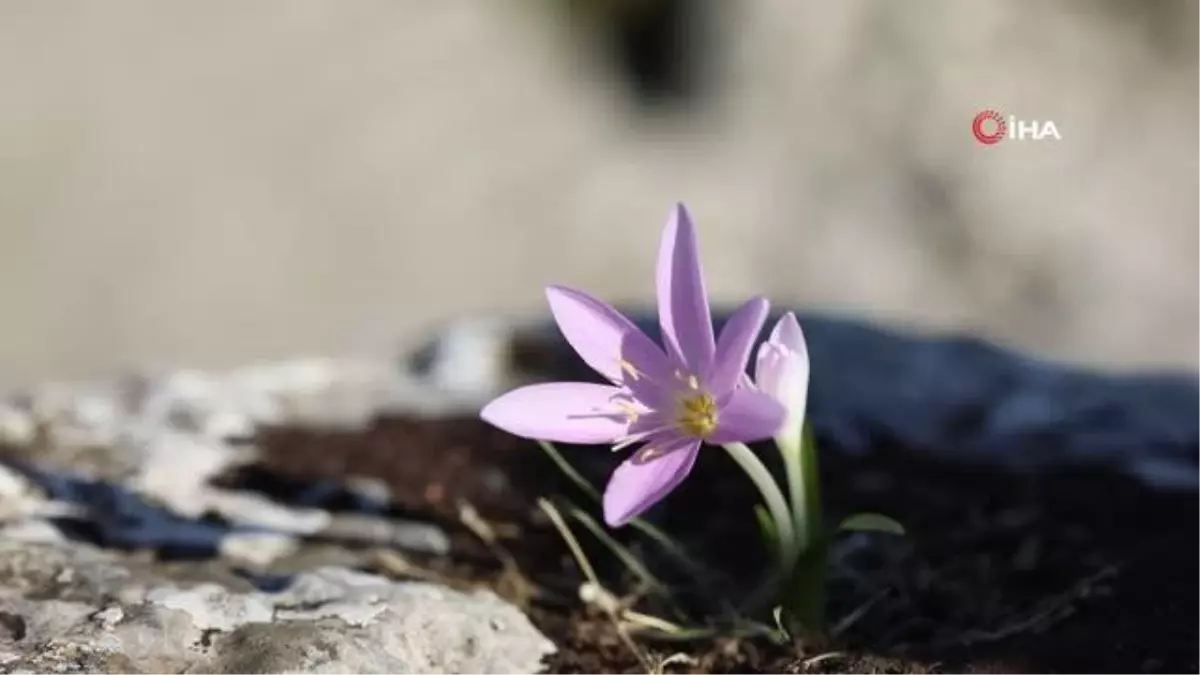 Antalya gündem haberleri... Popülasyonu sadece Manavgat'ta bulunan ...
