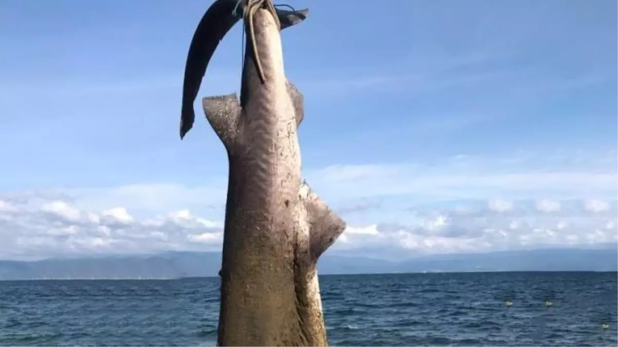 500 kiloluk dev ağlara takıldı, devreye iş makineleri girdi - Haberler