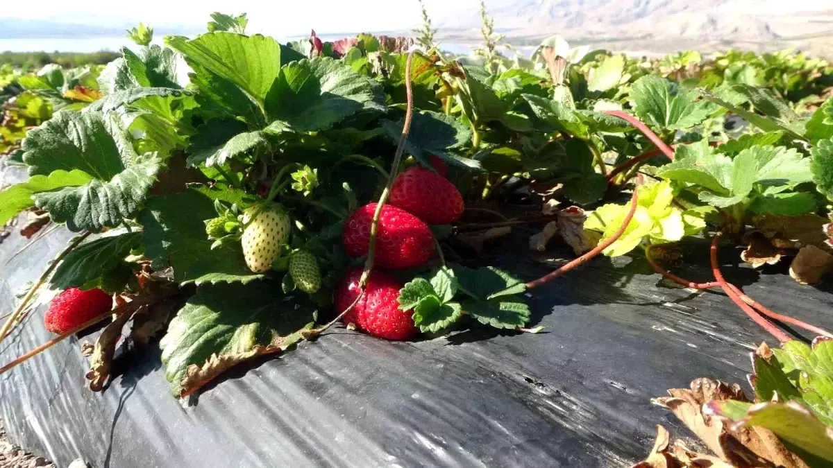 Kırmızı elmas 'çilek' sarı altın 'kayısıya' rakip oldu - Haberler
