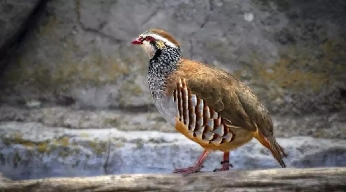 Rüyada keklik görmek ne anlama gelir? Rüyada keklik sürüsü görmek ...