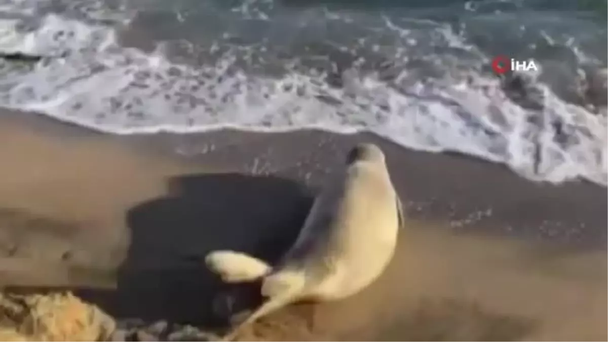 Nesli tükenme tehlikesi altındaki Akdeniz foku Adana'da görüldü - Haberler