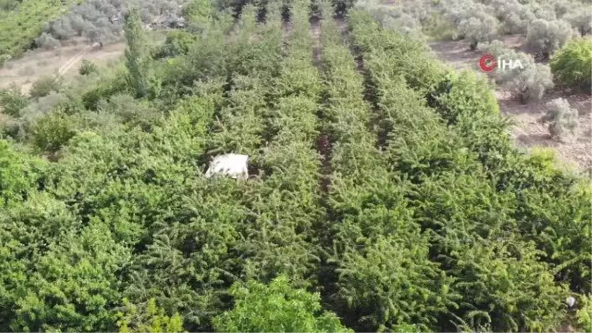 Lapseki Kirazı Çay Bardağına Sığmıyor - Haberler