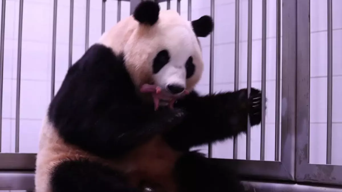 Güney Kore'de Dev Panda Ai Bao İkiz Yavru Dünyaya Getirdi - Haberler
