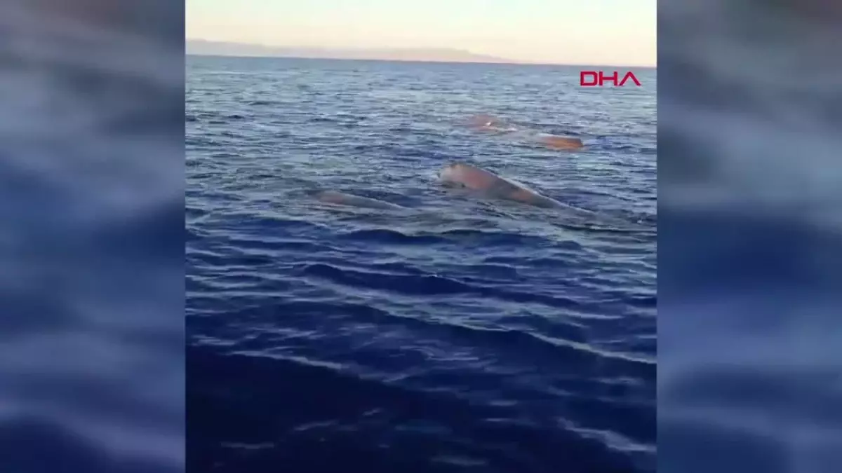 Akdeniz'de İspermeçet Balinaları Görüntülendi - Haberler