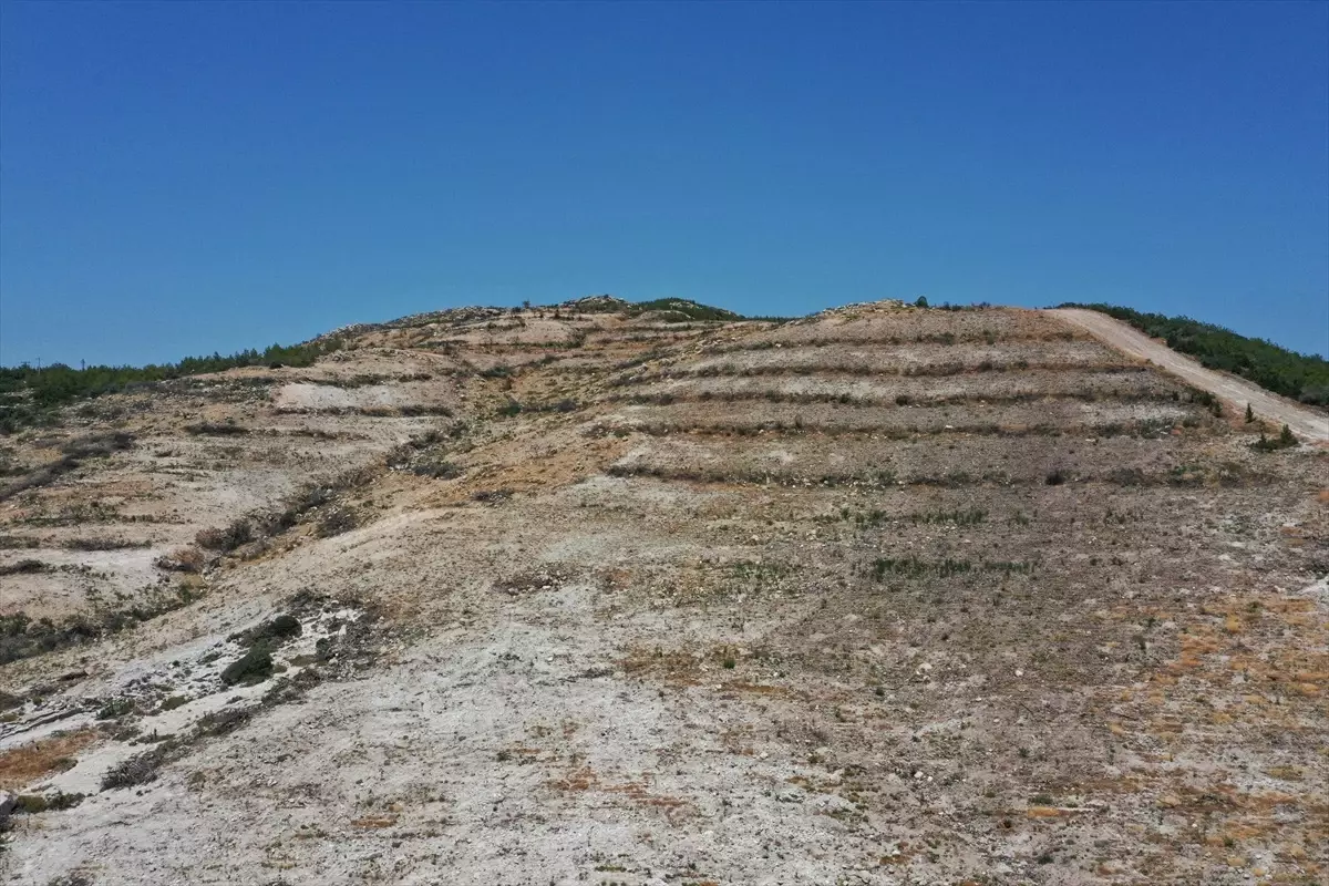 Çeşme'deki Yangın Sonrası Sakız Fidanları Büyüyor - Haberler