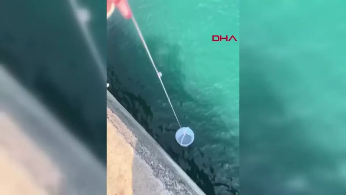 Sarıyer'de Denize Düşen Yavru Kedi Kurtarıldı - Haberler Sarıyer'de Denize Düşen Yavru Kedi Kurtarıldı - Haberler