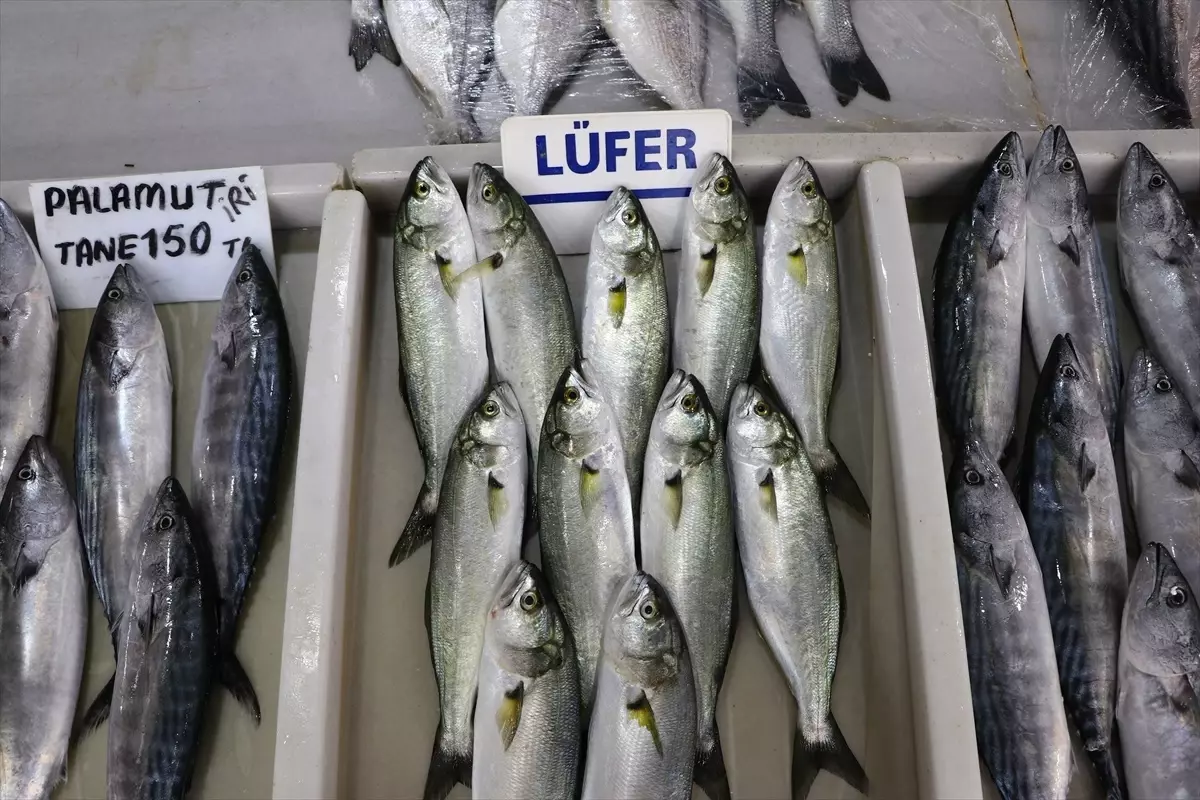 Tekirdağ'da Lüfer Balığı Ağlara Takılmaya Başladı - Haberler