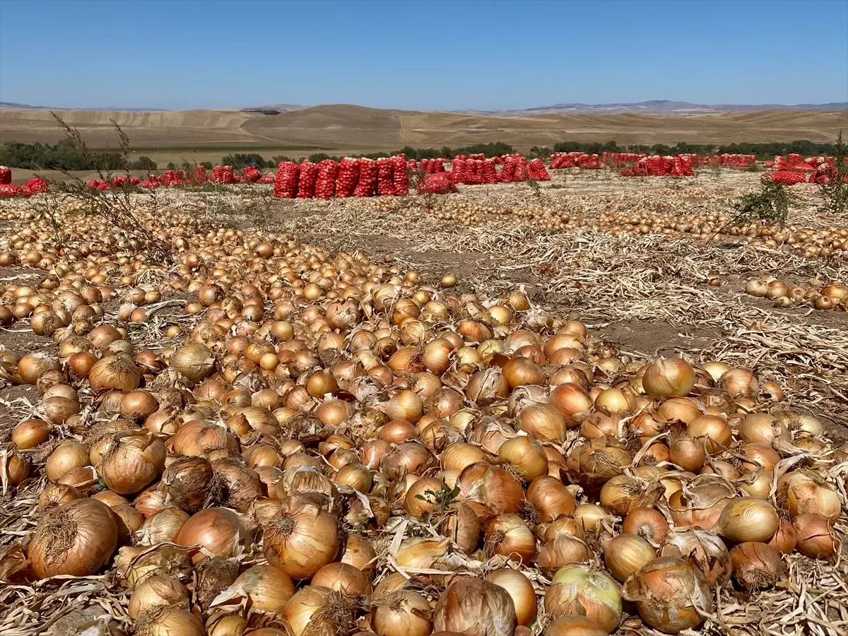 Kırşehir'de Soğan Ekimi Geniş Alana Yayılıyor - Haberler