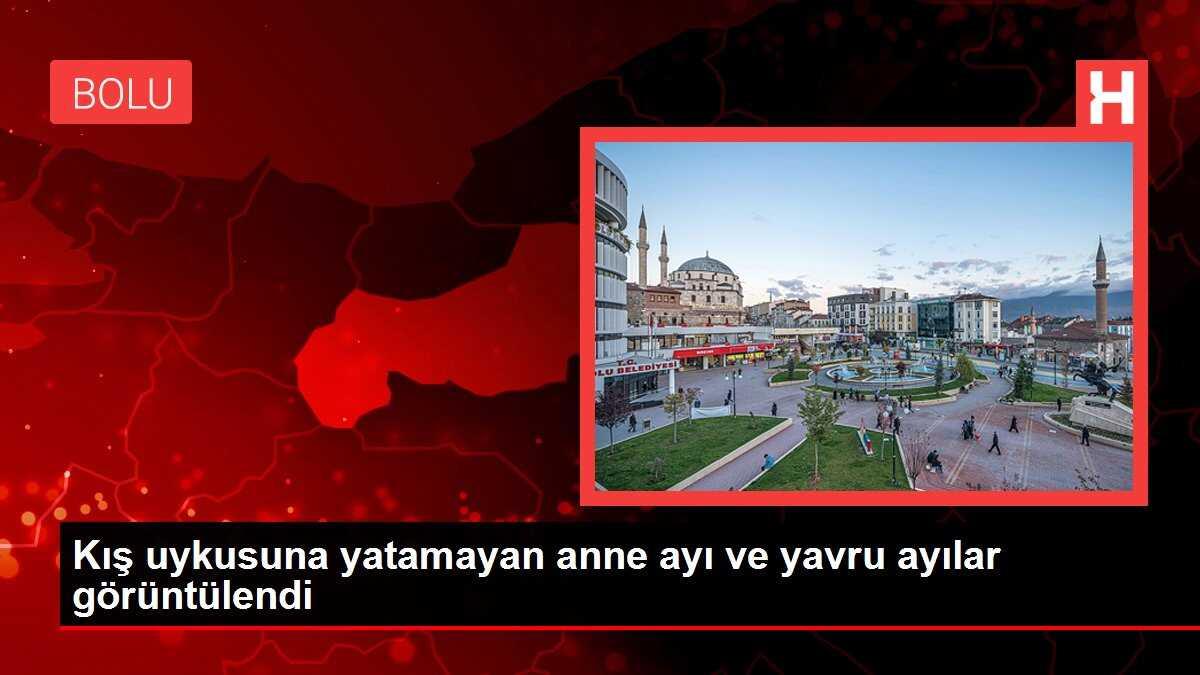 Kış uykusuna yatamayan anne ayı ve yavru ayılar görüntülendi - Haberler