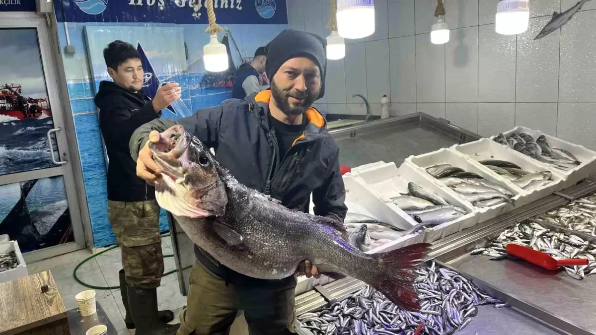 Sinop'ta 13 Kiloluk Dev Levrek Yakalandı - Haberler Sinop'ta 13 Kiloluk Dev Levrek Yakalandı - Haberler