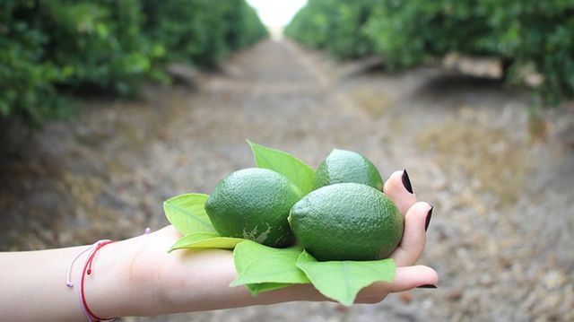 The price of lemons has reached 100 TL per kilogram! The Ministry is ...