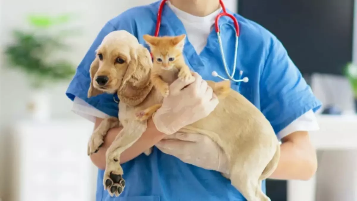 VETERİNERLİK BÖLÜMÜ 2024 TABAN PUANLARI ll Veterinerlik taban puanları ...