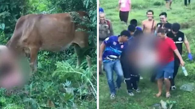 The naked man, who wanted to abuse the cow, was severely injured when ...