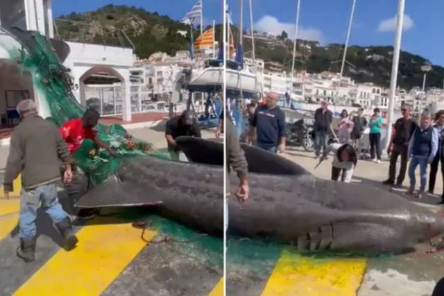 The fisherman accidentally caught a 7-meter giant shark.