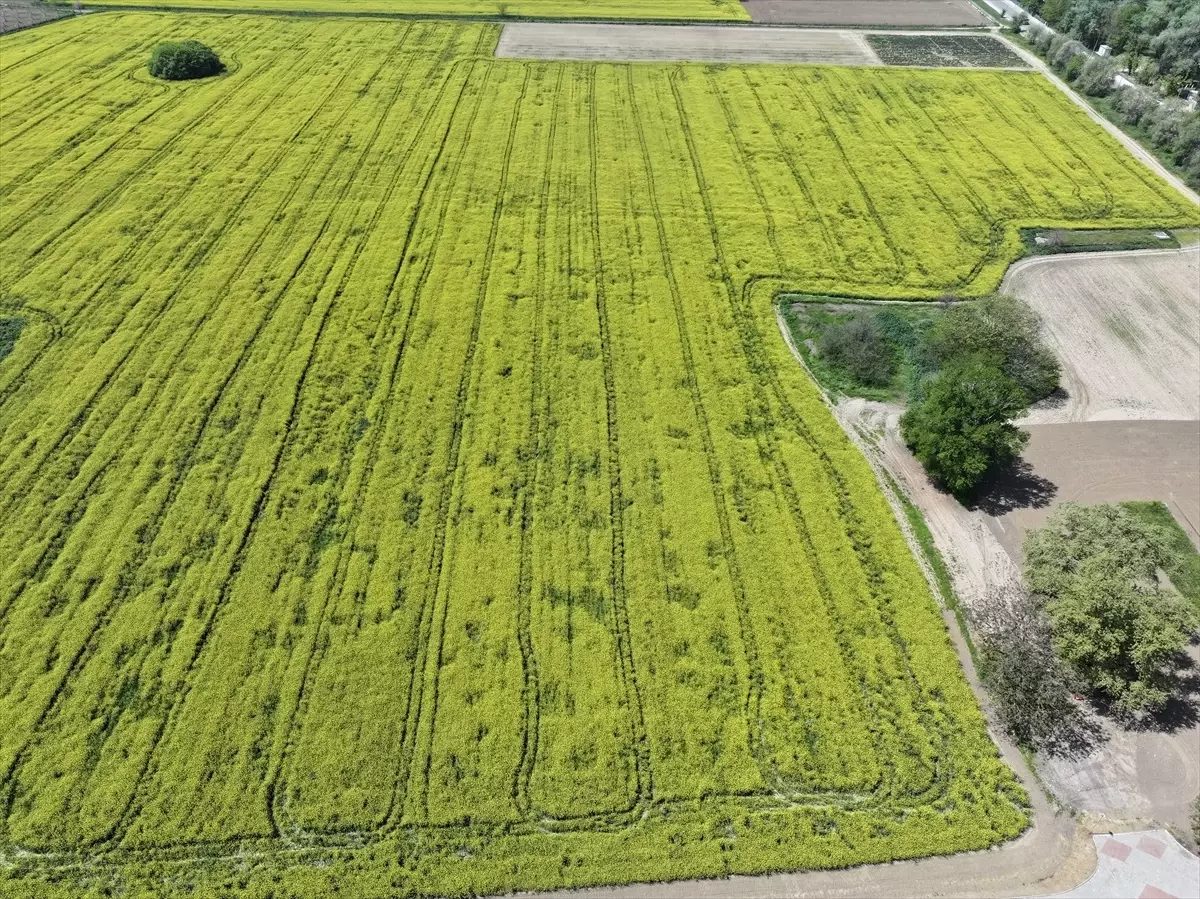 Kanola Tarımı Arıcılık İçin Önemli Bir Kaynak - Haberler