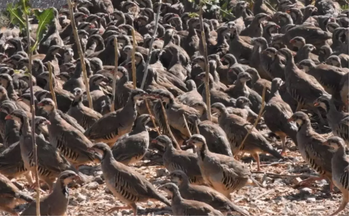 Keklik kene yer mi? - Haberler