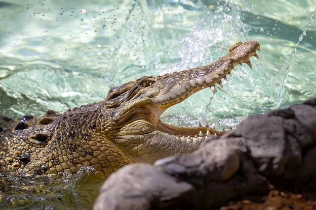 The 15-year-old girl attacked by the crocodile has died.