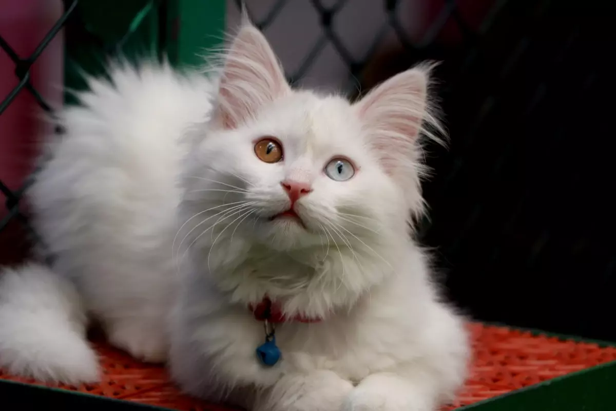 Van Kedi Villası'nda 2025 Yılı Doğum Sezonu Tamamlandı - Haberler