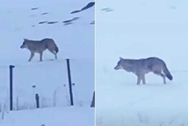 The legendary wolf has finally been spotted! It has been living like ...