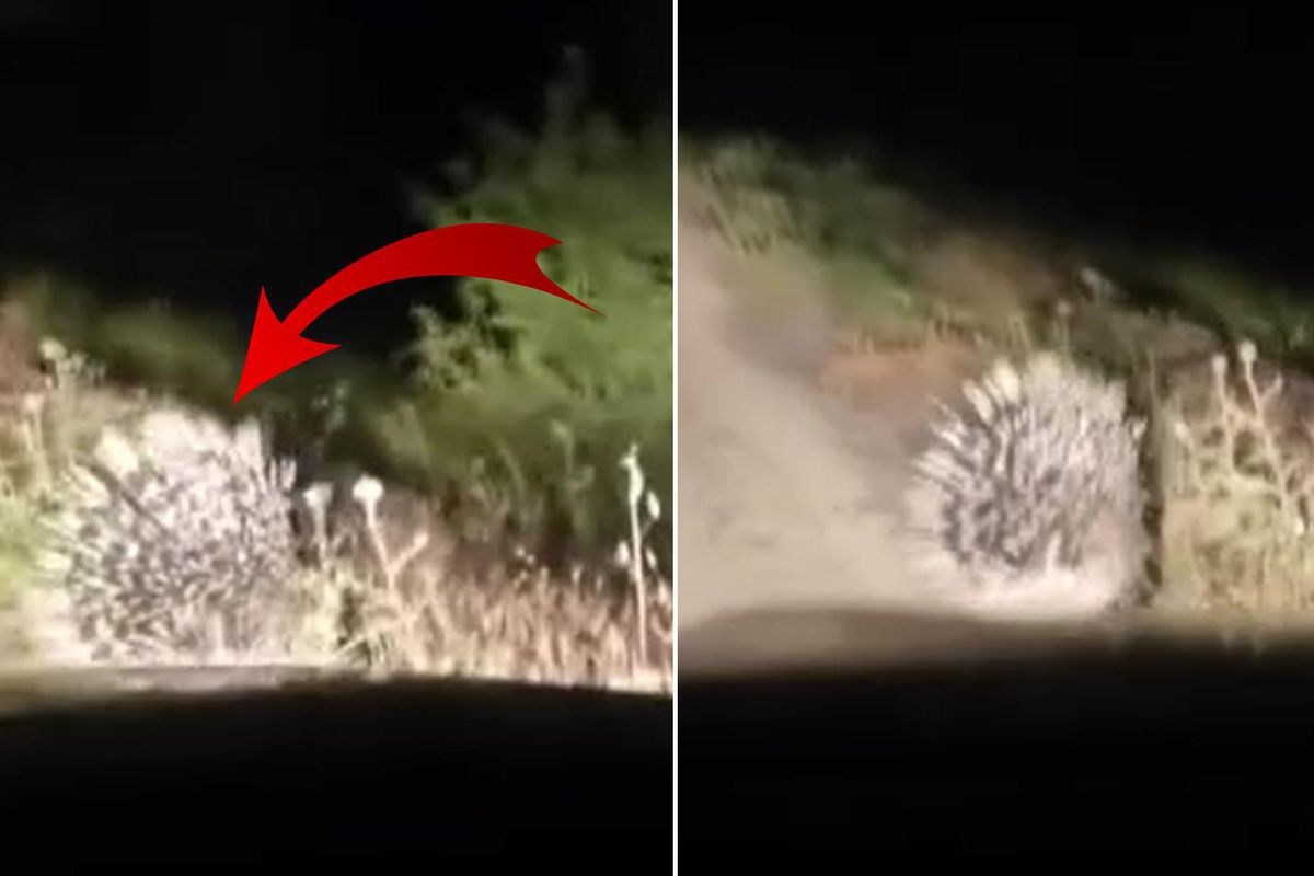En tehlikeli hayvanlar arasında! Elazığ'da oklu kirpi görüntülendi ...