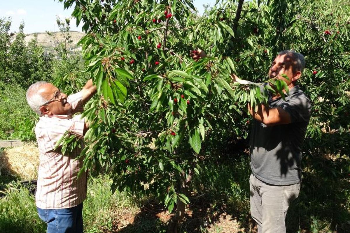 Hasat başladı, 3 bin TL yevmiyeye işçi bulamıyorlar - Haberler